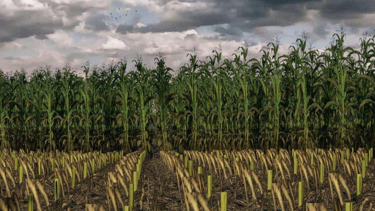 Maize Texture v1.0.0.0 Mod Mod Download