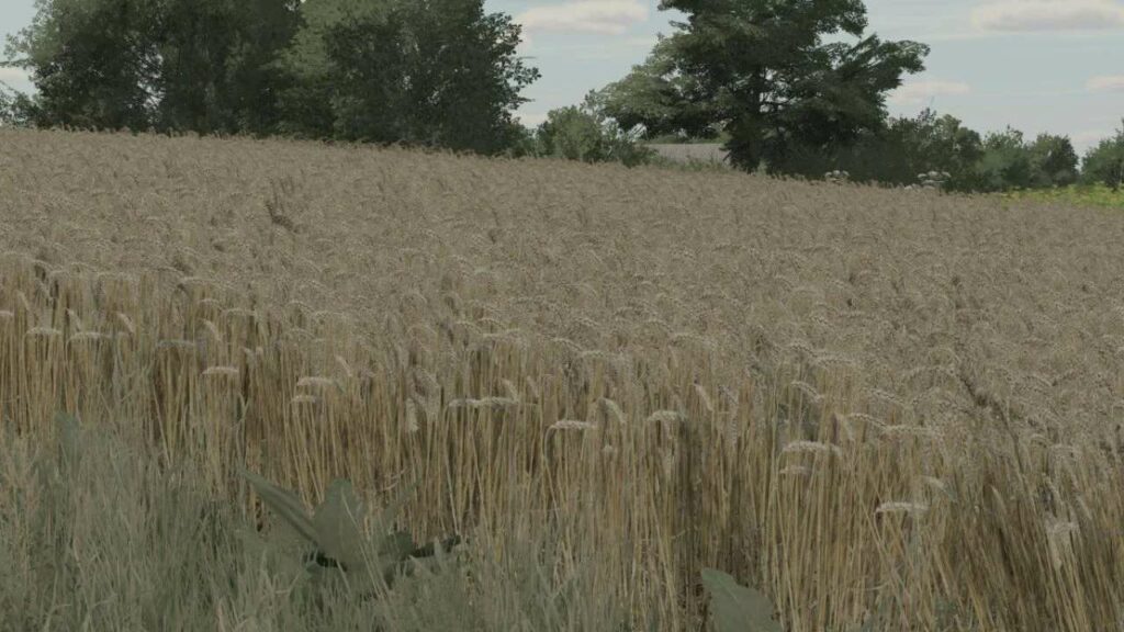 Wheat Texture v1.0 - FS22 Mod Download